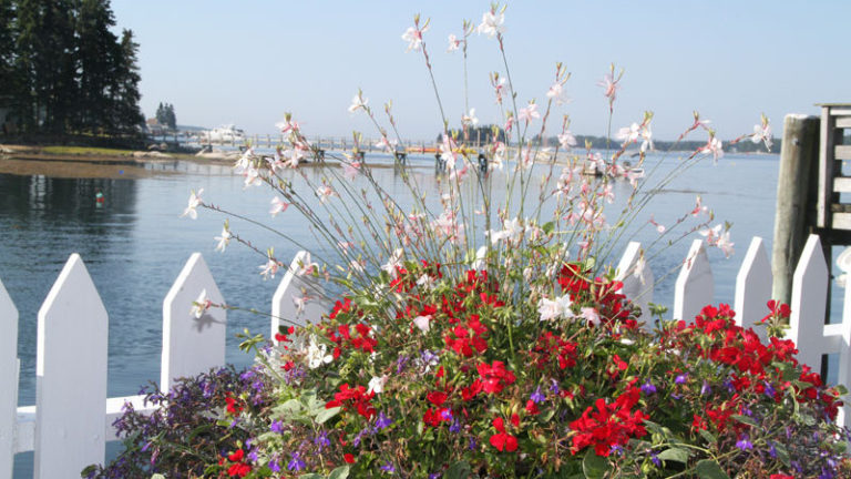 July Fragrance of the Month - Maine Beach Rose - Colley Hill Candle